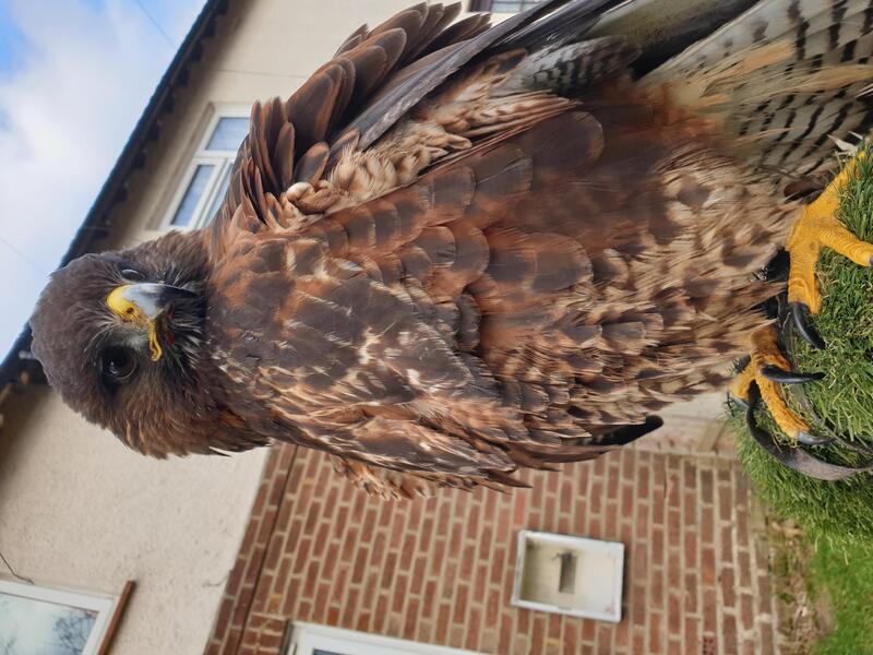 Harris X Redtail hawk | Birdtrader