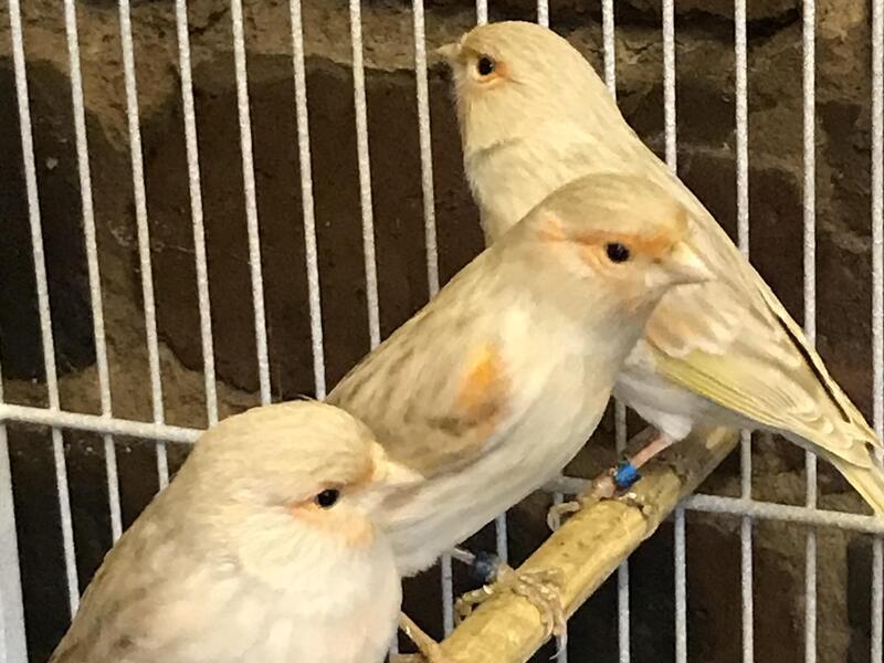 Numerous canaries - red agate, mosaic, opals. | Birdtrader