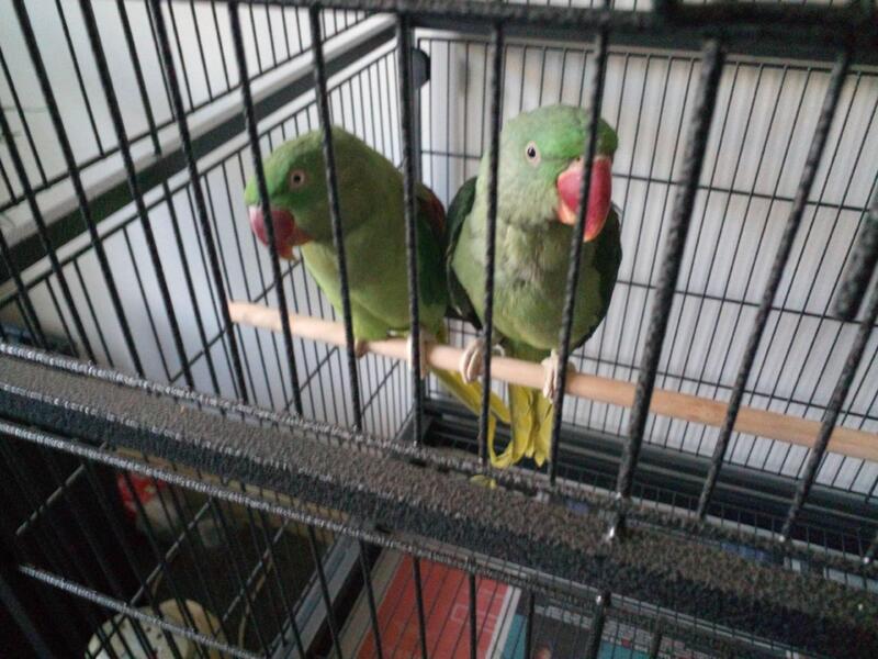 Pair of Alexandrines For Sale | Birdtrader