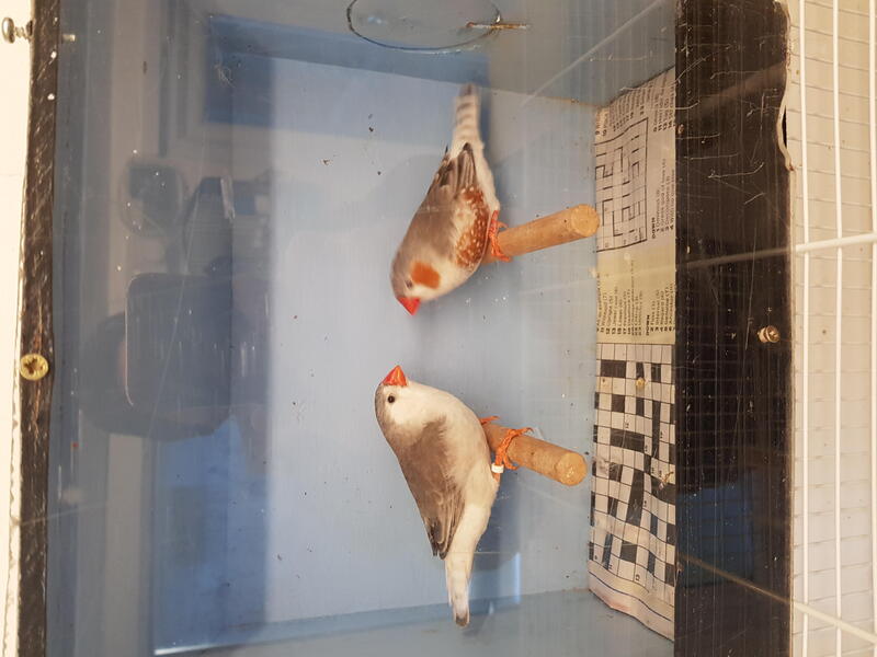 Penguin zebra finches | Birdtrader