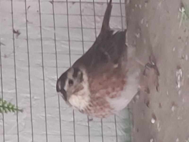 Pine bunting hen | Birdtrader