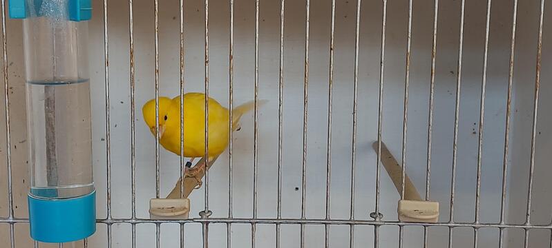 Fife fancy canarys | Birdtrader