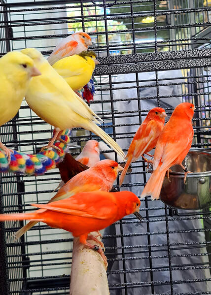 Yellow and Red Canaries Available | Birdtrader