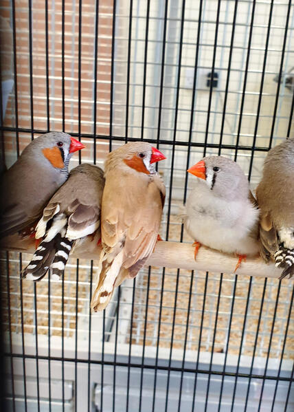 Yellow and Red Canaries Available | Birdtrader