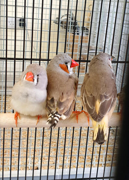 Yellow and Red Canaries Available | Birdtrader