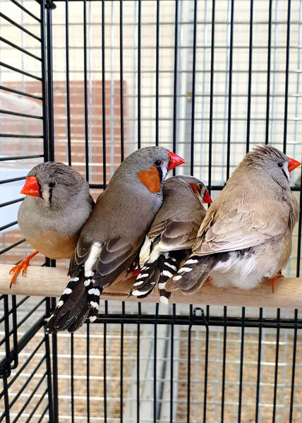 Yellow and Red Canaries Available | Birdtrader