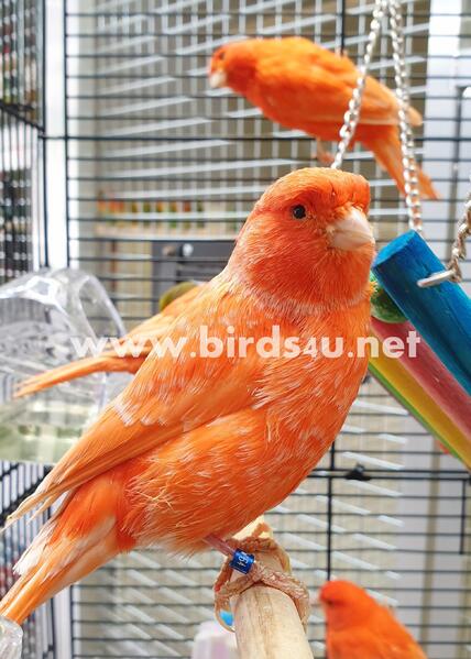Yellow and Red Canaries Available | Birdtrader