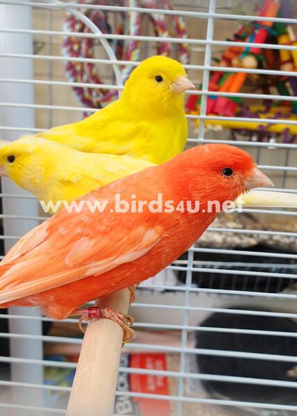 Yellow and Red Canaries Available | Birdtrader