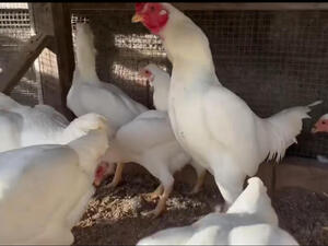 Chickens for sale | Birdtrader