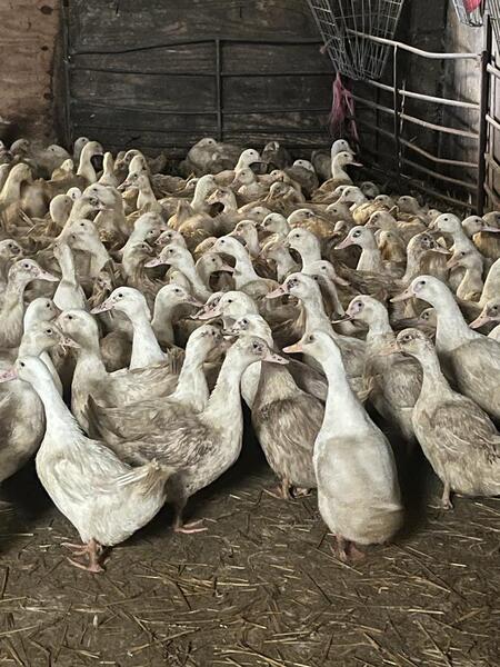 White Campbell female ducks | Birdtrader