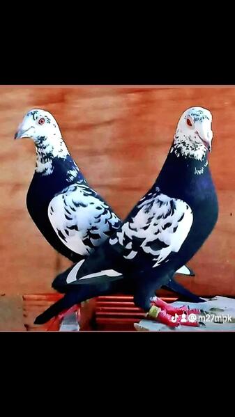 BLACK TIGER GRIZZLE PIGEONS WANTED | Birdtrader