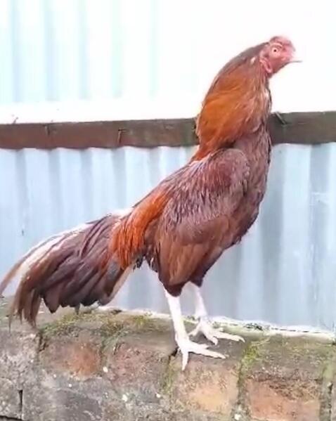 Pure pakistani aseel pair | Birdtrader