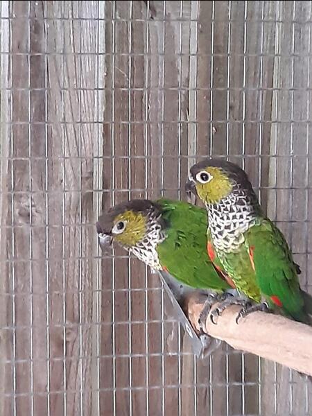 Black capped conure pair | Birdtrader