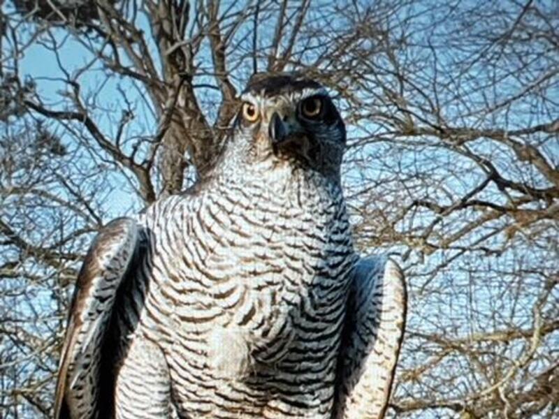 IMPRINT FEMALE GOSHAWK 7 years old | Birdtrader