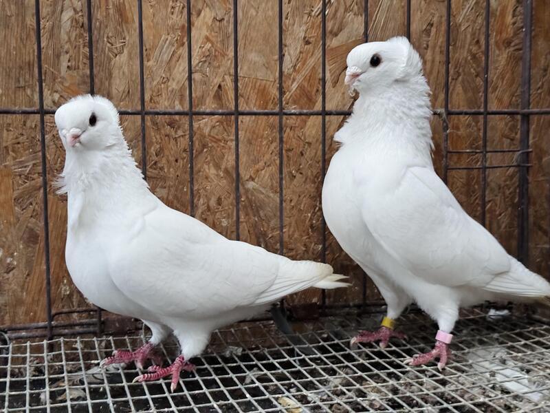 SHOW QUALITY GERMAN OWL FANCY PIGEONS | Birdtrader