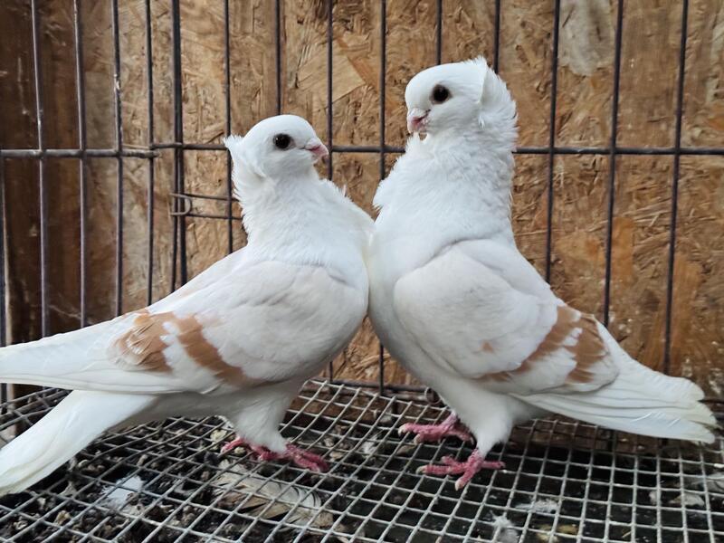 SHOW QUALITY GERMAN OWL FANCY PIGEONS | Birdtrader