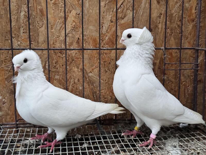 SHOW QUALITY GERMAN OWL FANCY PIGEONS FOR SALE | Birdtrader