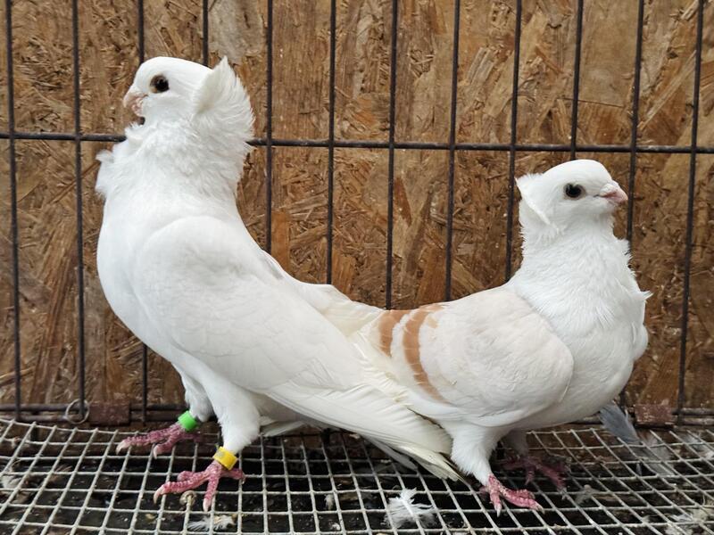 SHOW QUALITY GERMAN OWL FANCY PIGEONS FOR SALE | Birdtrader
