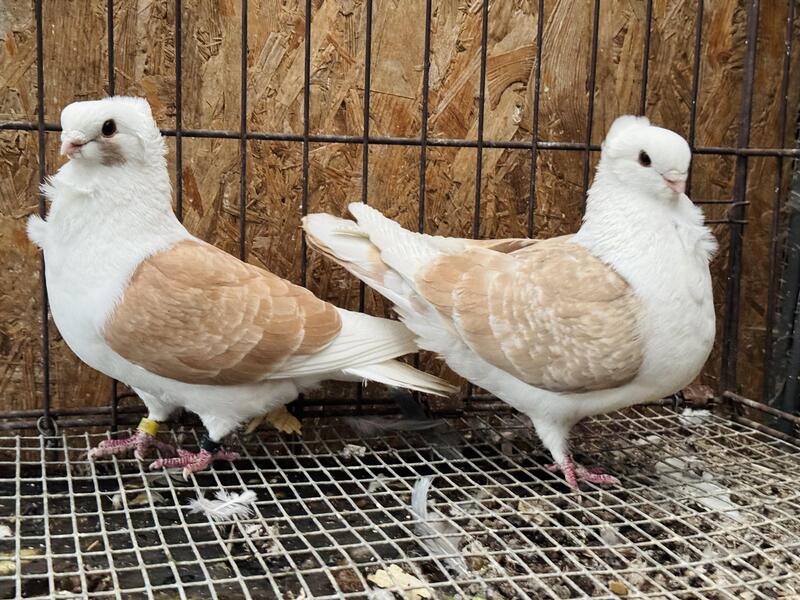 SHOW QUALITY GERMAN OWL FANCY PIGEONS FOR SALE | Birdtrader
