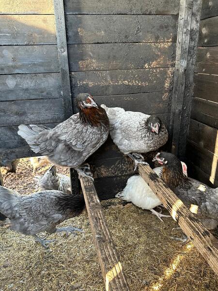 Point of Lay Hens available - Free Range | Birdtrader