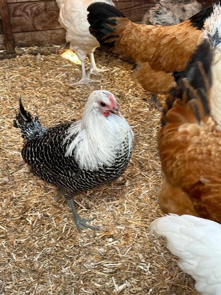 Point of Lay Hens available - Free Range | Birdtrader