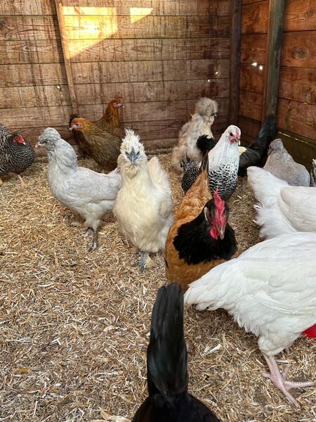 Point of Lay Hens available - Free Range | Birdtrader
