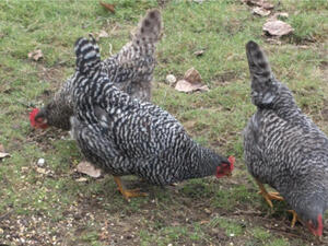 Point of Lay Hens available - Free Range | Birdtrader