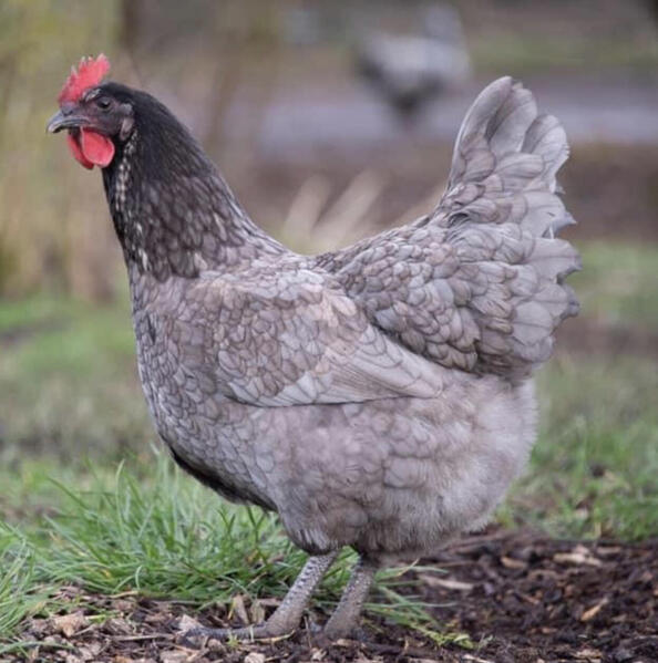 Point of Lay Hens available - Free Range | Birdtrader