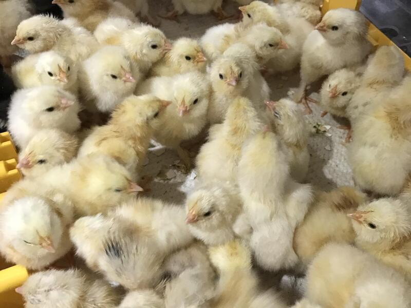 Pure Breeds Chicks from a day old - Reserve now | Birdtrader