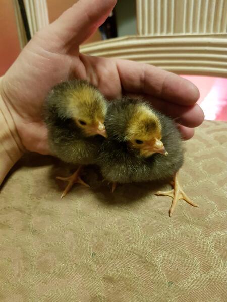 Pure Breeds Chicks from a day old - Reserve now | Birdtrader