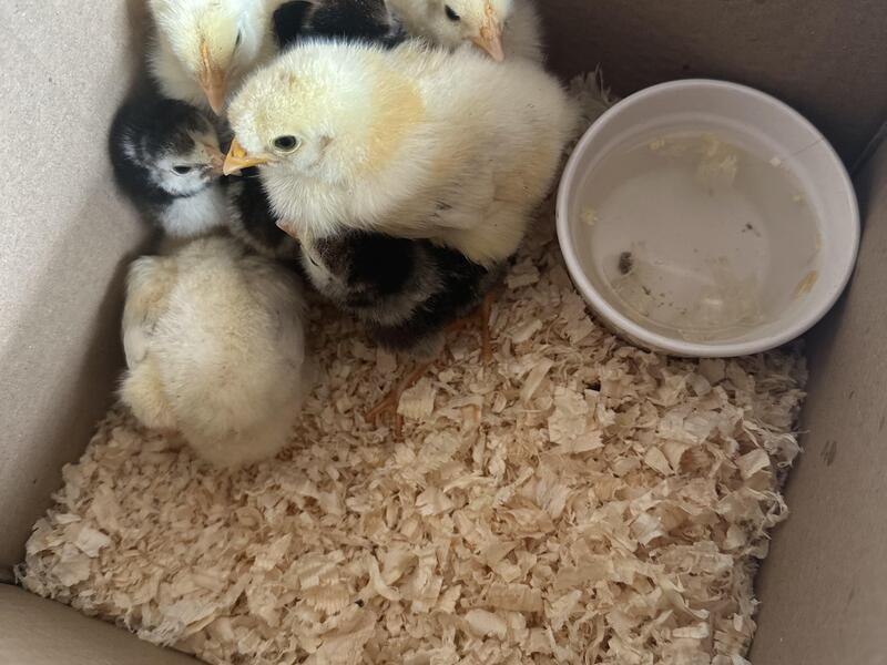 Pure Breeds Chicks from a day old - Reserve now | Birdtrader