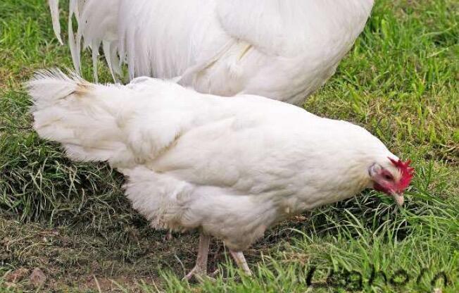 White Leghorns - Point of Lay | Birdtrader