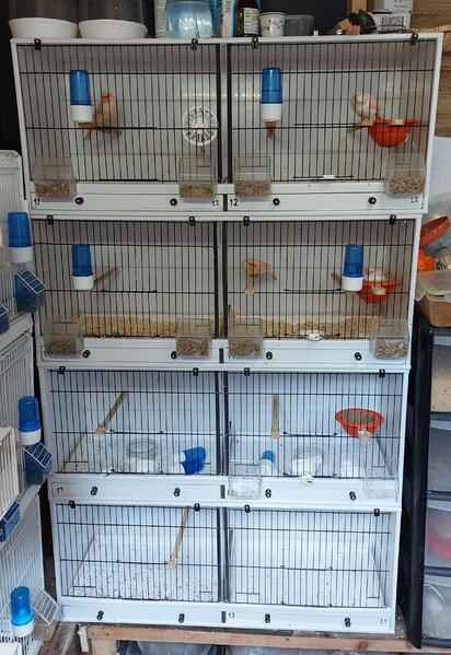 Canary breeding cages | Birdtrader