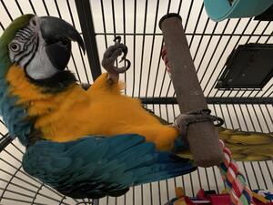 Super Silly Tame Scarlett Macaw | Birdtrader