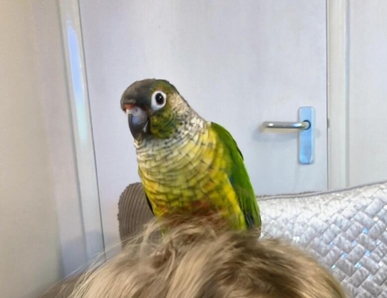 Yellow sided conure | Birdtrader