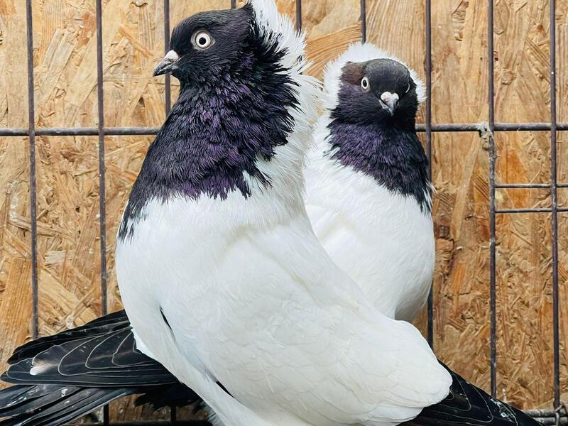 FANCY NUN PIGEONS FOR SALE | Birdtrader