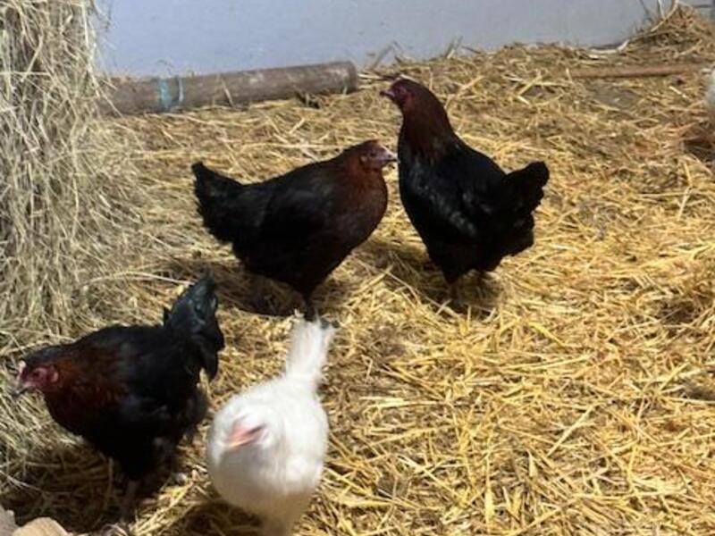 Free range, Point of lay hens | Birdtrader