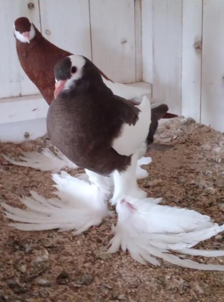 Pairs of reversing pouters | Birdtrader