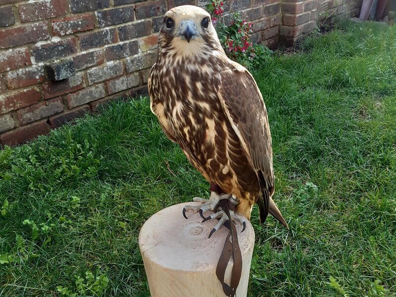 Male saker falcon for sale | Birdtrader