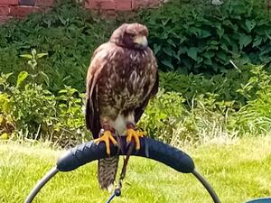 Hawks for sale | Birdtrader