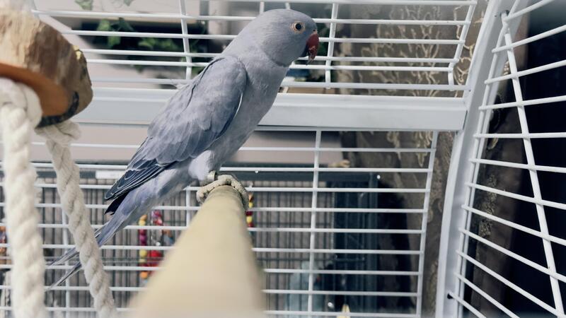 Blue & Green alexandrine parrot with cage | Birdtrader