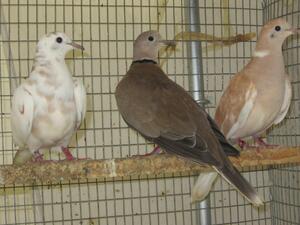 PURE WHITE GENUINE GARDEN DOVES SUITABLE FOR AVARIES DOVECOTES OR SHEDS ...