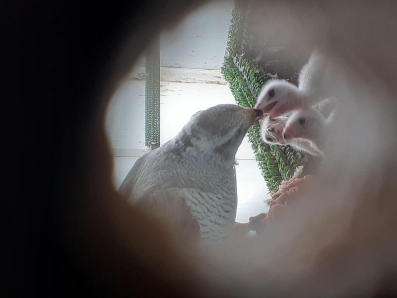 Quality Goshawks for 2024 season Finish 50/50 Albidus 7/8 Albidus and pure Albidus White and ...