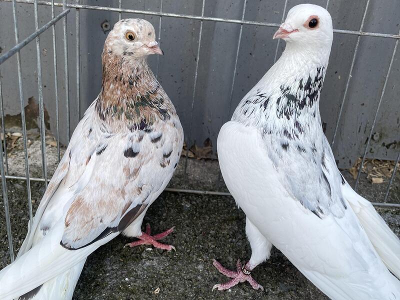 ALMOND PIGEONS FOR SALE RARE COLOURS | Birdtrader
