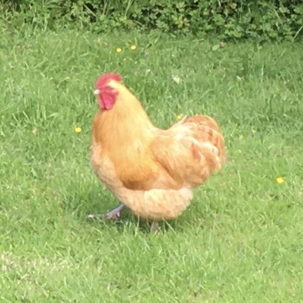 BUFF ORPINGTON BANTAM COCKEREL | Birdtrader