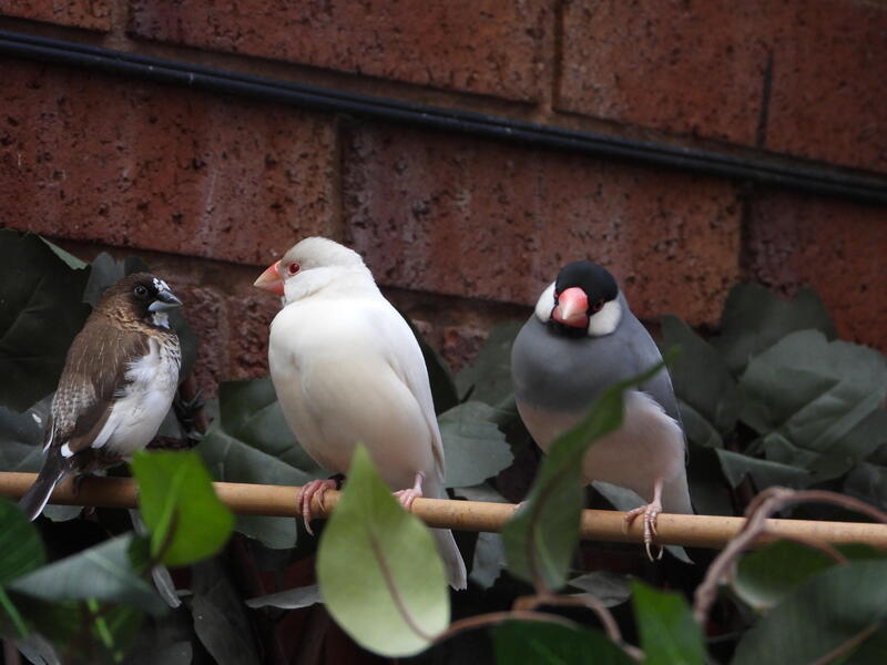 Aviary Clear out! Diamond doves, Finches, Java Sparrows. All must go ...