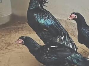Pure aseel / Asil gamefowl available | Birdtrader