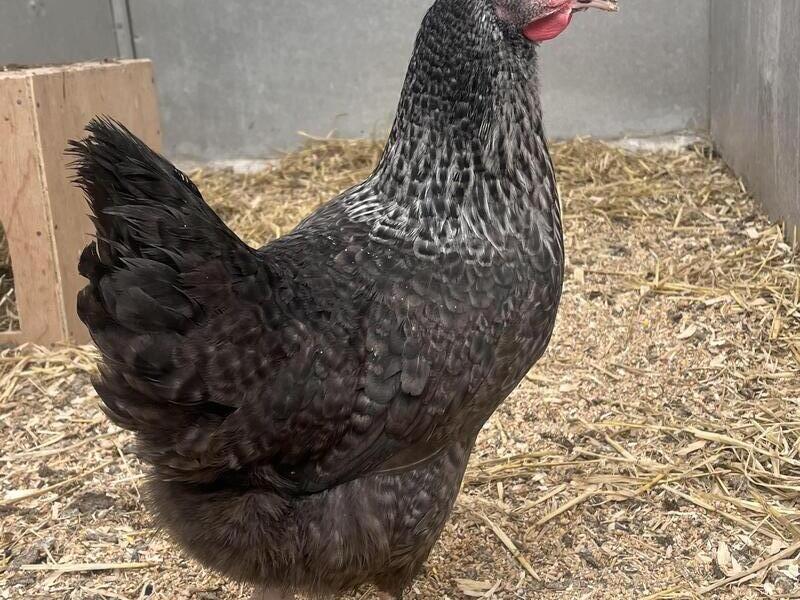 Speckled Point Of Lay Pullets Birdtrader