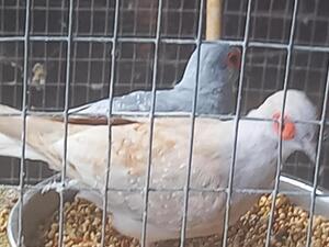 PURE WHITE GENUINE GARDEN DOVES SUITABLE FOR AVARIES DOVECOTES OR SHEDS ...