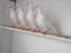 PURE WHITE GENUINE GARDEN DOVES SUITABLE FOR AVARIES DOVECOTES OR SHEDS ...